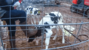 Fairlife Milk Scandal: Do They Still Abuse Cows?