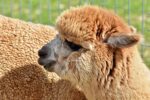 What is Alpaca Wool? Is it Really Sustainable?