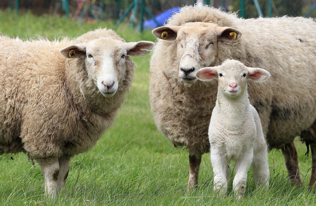 What is Sheep Wool? Is it Really Sustainable?